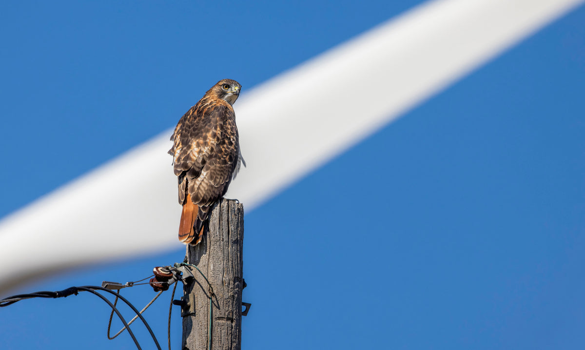 Red-Tailed Hawk – Para Herpetologica