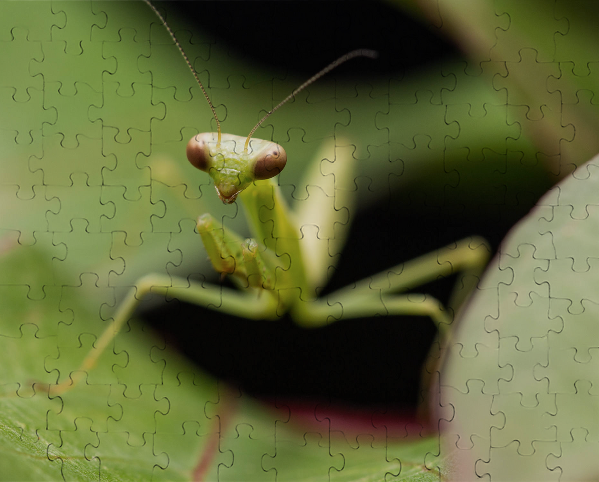 Praying Mantis Puzzle – Para Herpetologica