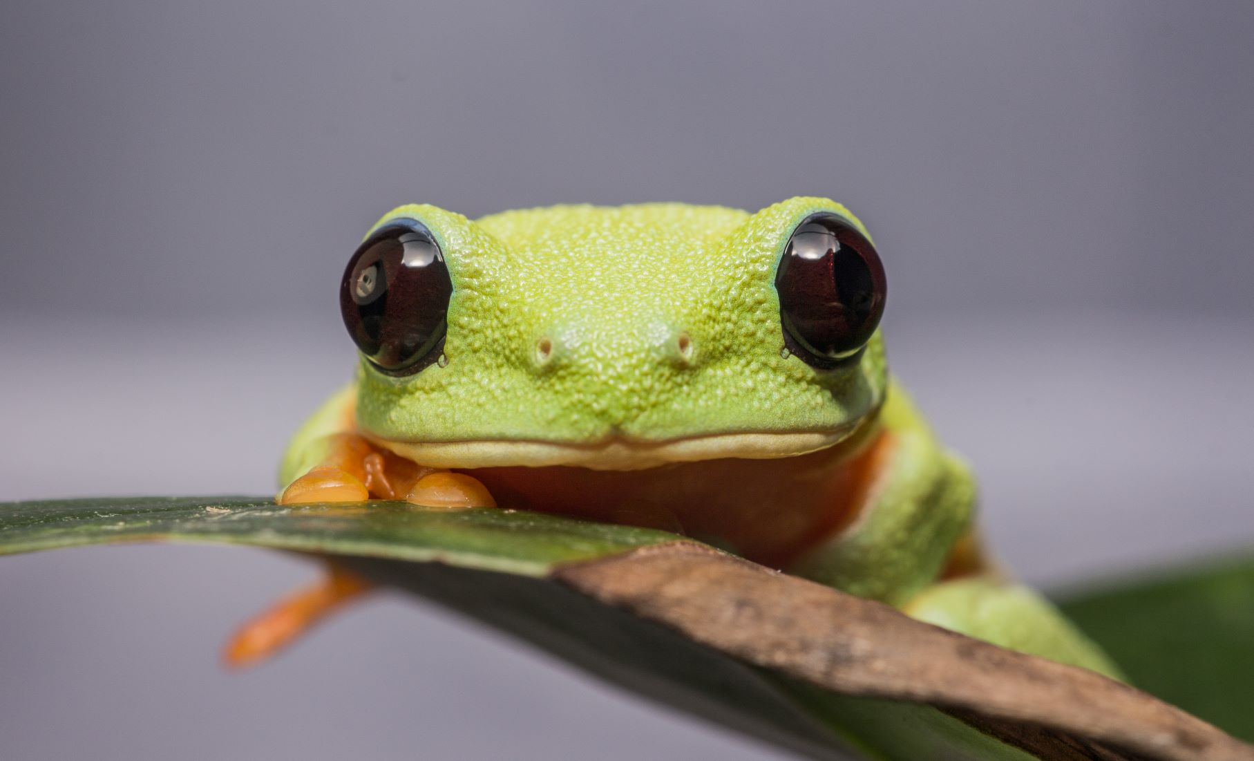Black Eyed Tree Frog – Para Herpetologica